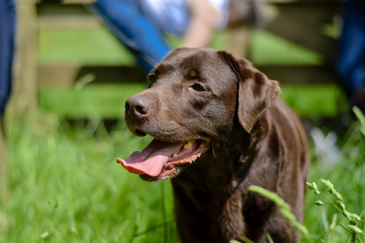 Why Fern Farm? – Fern Farm Canine Country Club